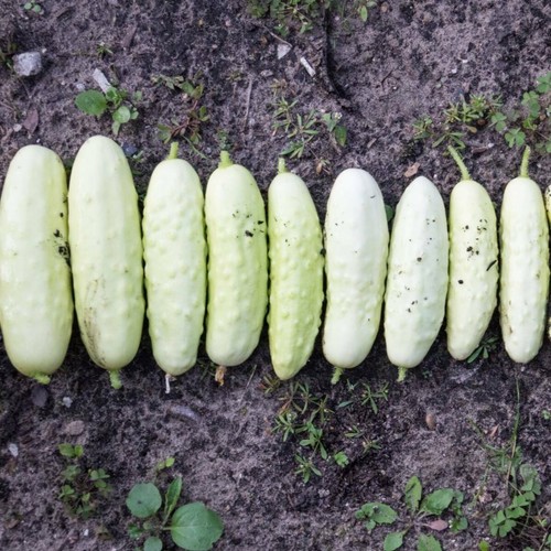 White Wonder Cucumber Seeds | Albino Ivory King Cucumbers Pickle Seed ...