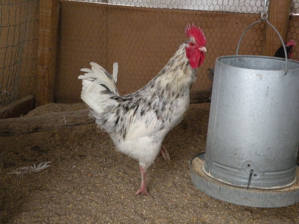 12 BLUE, BLACK AND SPLASH COPPER MARANS FERTILE HATCHING EGGS | eBay