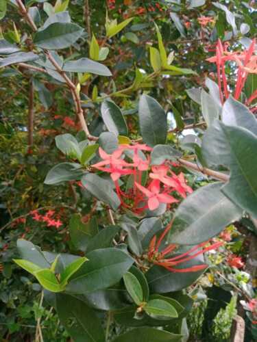 Dry Rathmal Flower (100% Natural) 50g (Ixora Coccinea Flower) | eBay