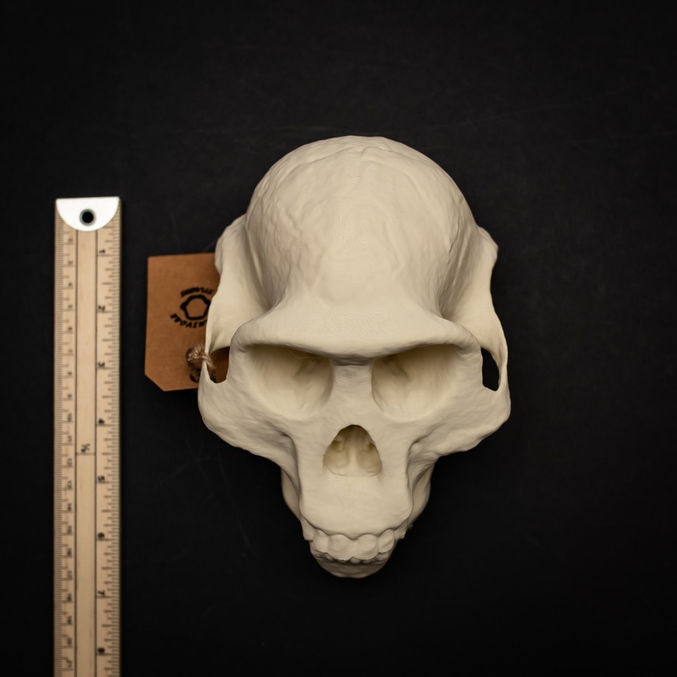 Australopithecus Lucy Skull Replica – Early Human – Lifesize ...