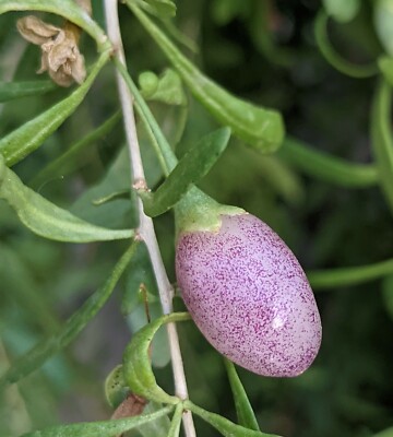 (2) Goji Berry "Stardust" Unique Fruit *Novel Variety*4-inch pot* | eBay