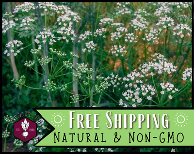 900+ Anise Seeds | Herb & Flower Gardening Seed Packet, Aniseed Herb ...