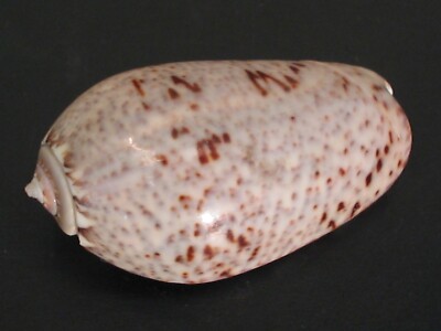 Super Pattern...OLIVA INCRASSATA~37.6mm~Mexico SEASHELL | eBay
