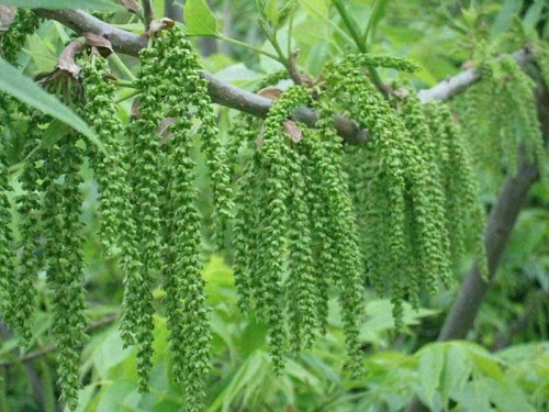 3 HIMALAYAN Mulberry TREE Plant Cutting Scion 7-8" Lg Red-Purple Fruit ...