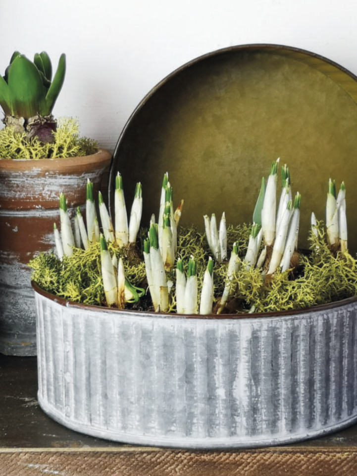 Round Shallow Metal Planter Bowl Zinc or Rust Plant Pot Tray, Metal ...