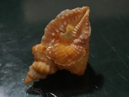 Distorsio Kurzi 47 mm F+++ BIGGER SIZE gorgeous collectble Specimen WOW ...