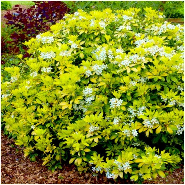 2 Litre | Choisya Mexican Orange 'Sundance' | Evergreen Shrub | Pot ...