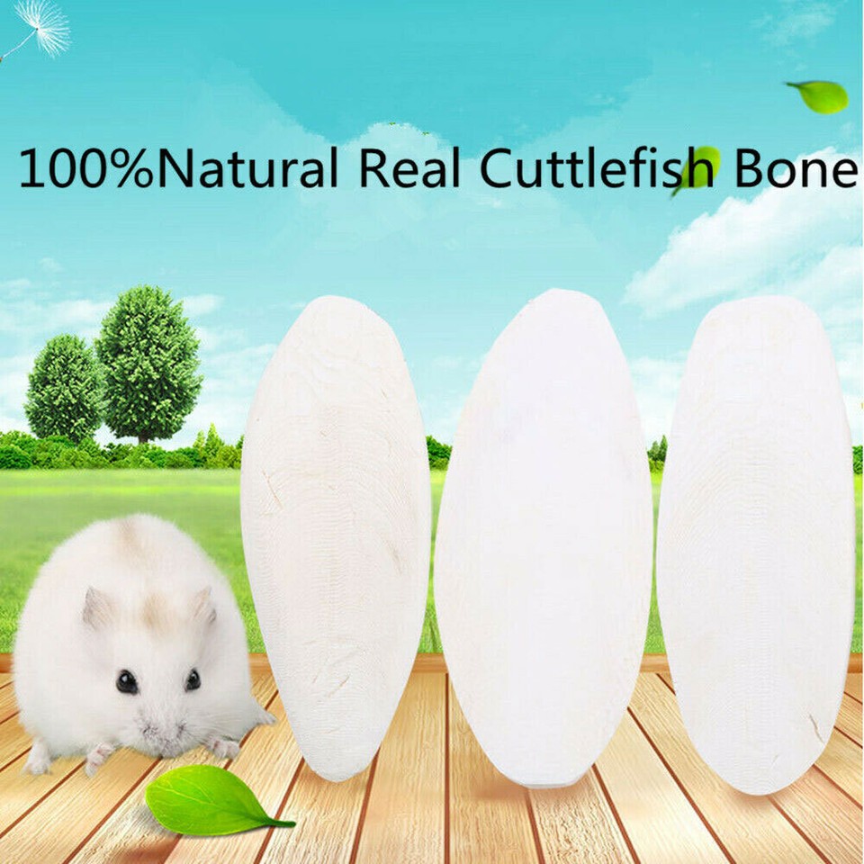 10-50X Large Long 3.94" Cuttlebone Cuttlefish Bone Sepia Fish Bird ...