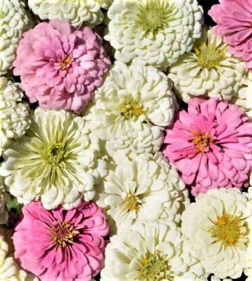 Beautiful Blushing Bride Zinnia Seeds 100+ Seeds BUY 4 GET FREE ...