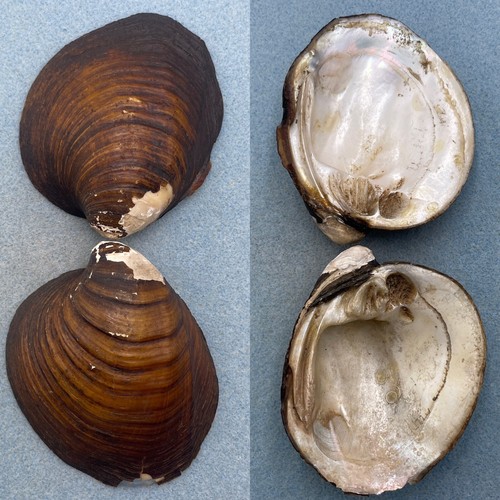 Obovaria olivaria 87.7mm F+ Mississippi River Unionidae | eBay