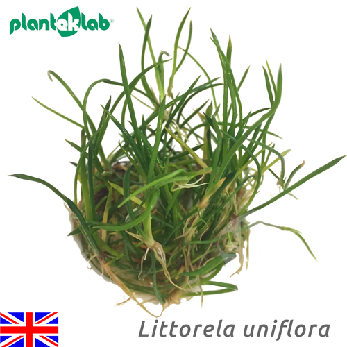 Littorella uniflora | Live Aquarium Plants In Vitro Grown | Fish and ...