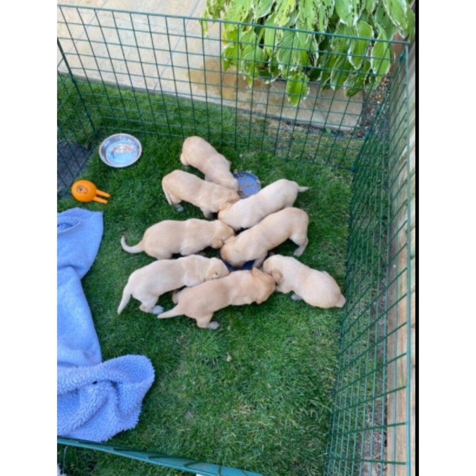 Whelping Box Pen 1m x 1m with Pig Rails Puppies Puppy Cage With Opening ...