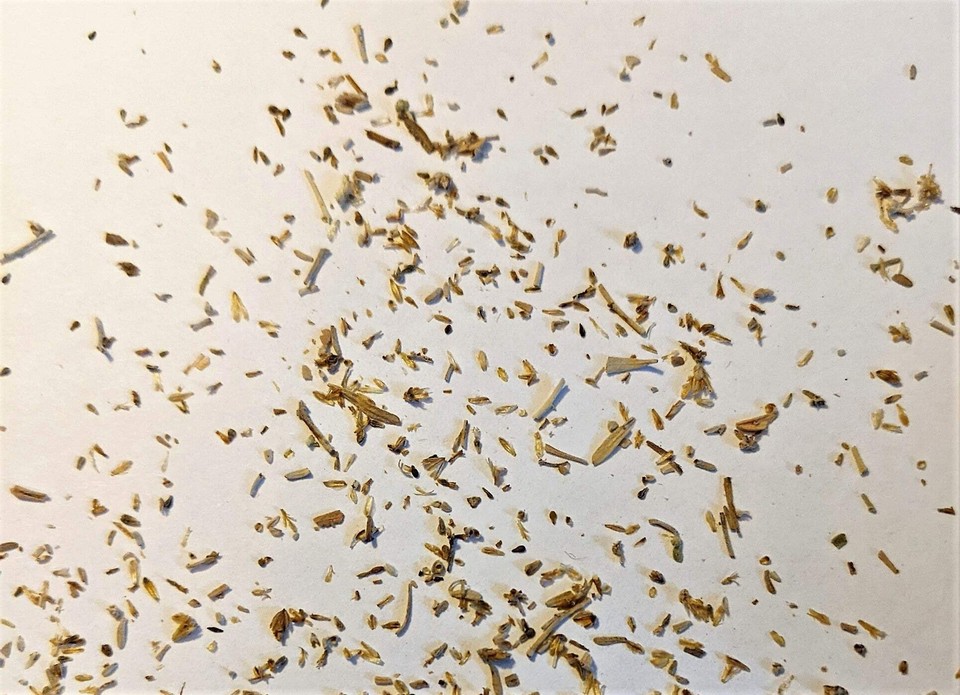 100 SILVER SAGEBRUSH Artemisia Cana Dwarf Sagebrush Wormwood Herb ...