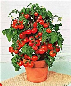 Mini Bell Tomato 25 Seeds Moon Gardens Simply Grown Beautifully | eBay