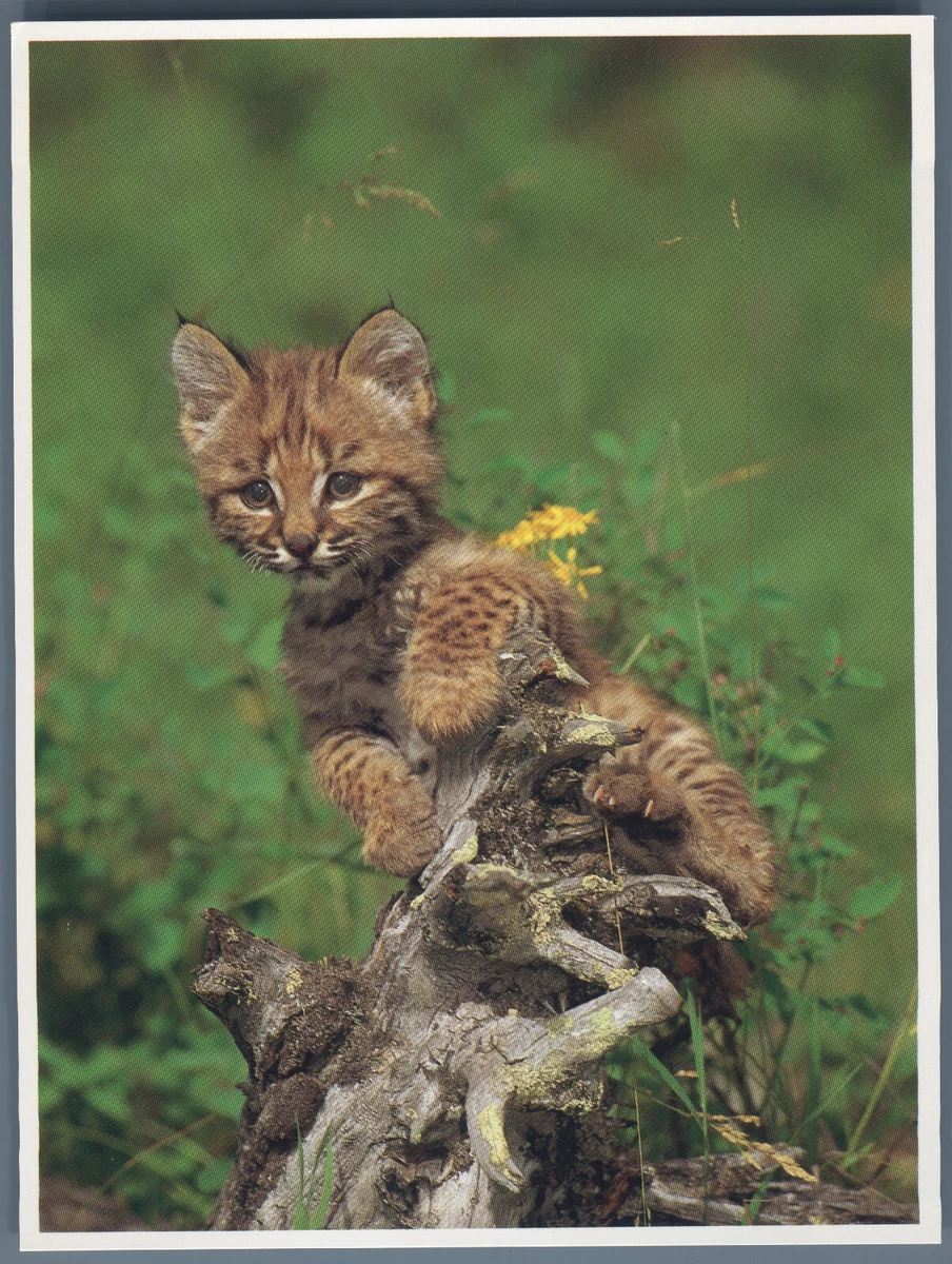 North American Baby Bobcat