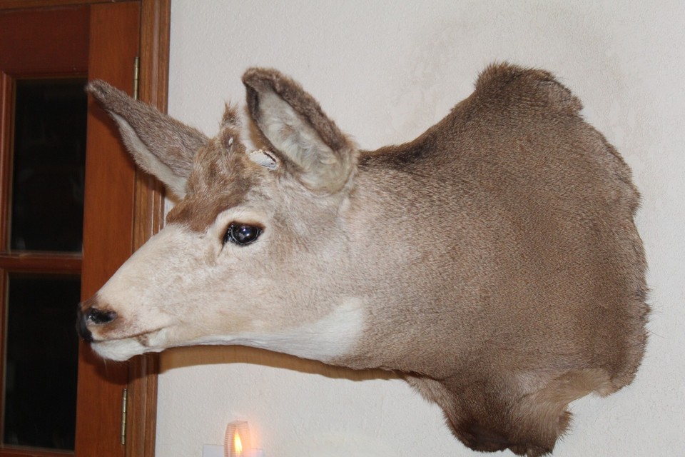 Mule Deer Head Shoulder Mount Taxidermy Mount Antler Hunt Whitetail ...