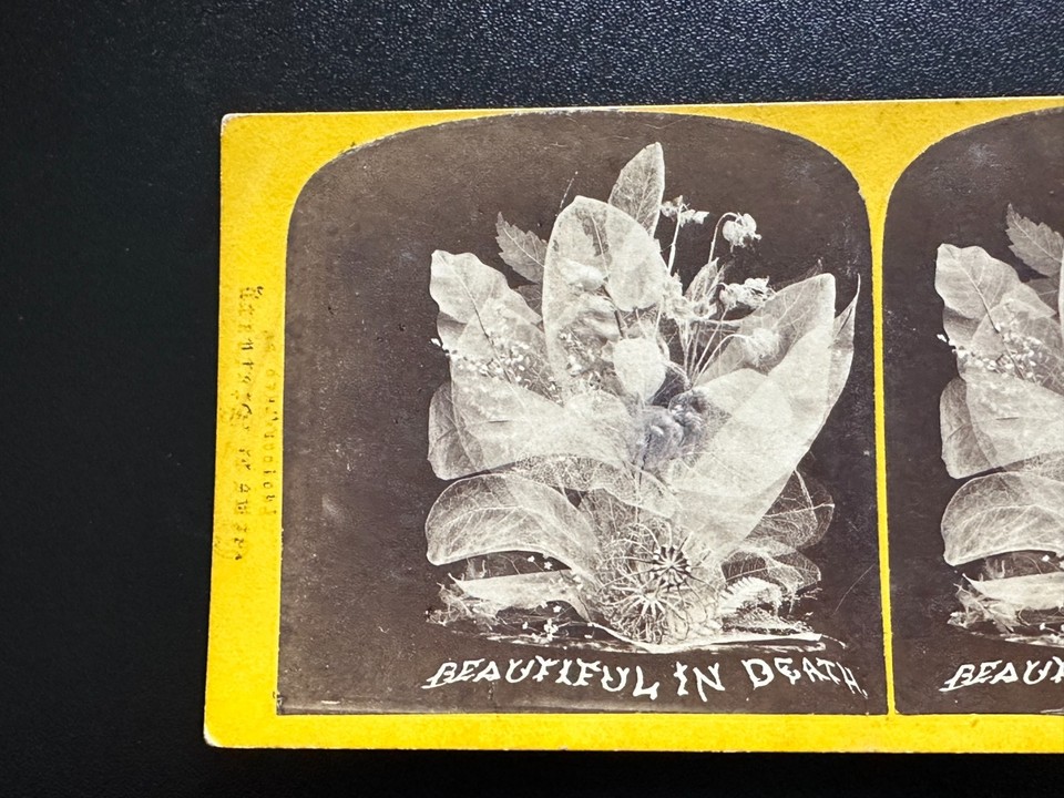Antique - "BEAUTIFUL IN DEATH" SKELETON LEAVES - FUNERAL - Stereoview ...