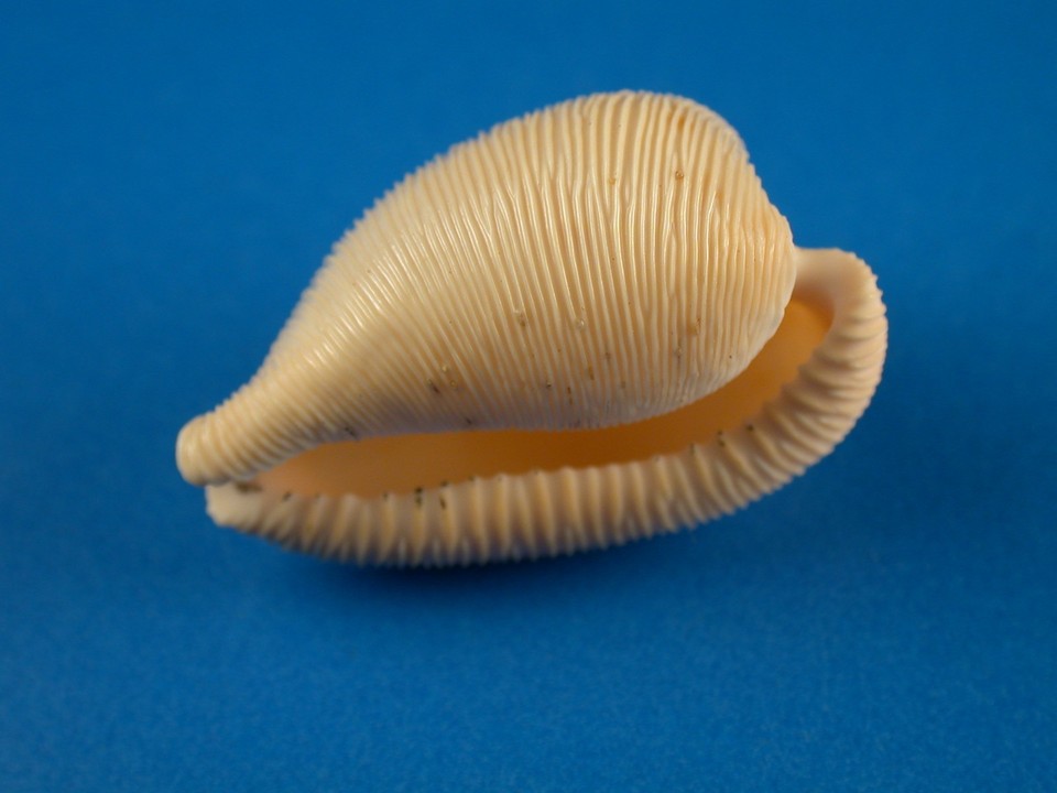 Cypraea capensis profundorum, Great Sculpture, 25.3mm, South Africa ...