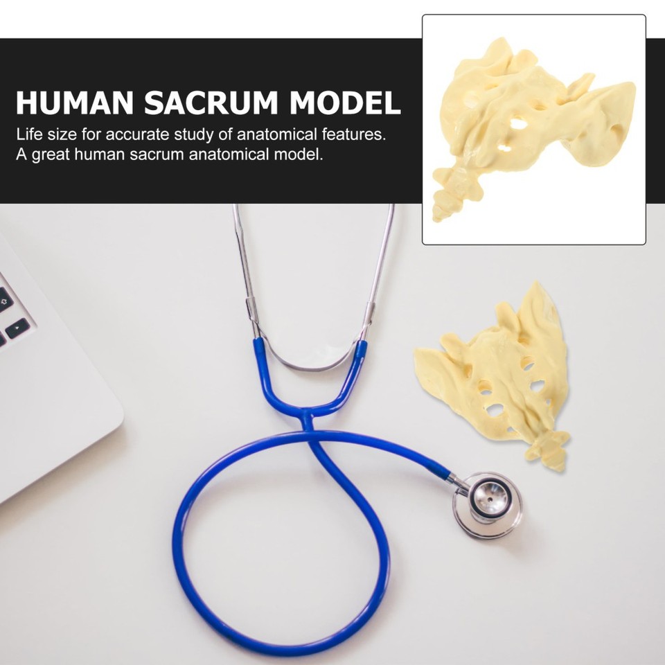 3 pcs Practical Human Sacrum Model Human Skeleton Model for Medical ...