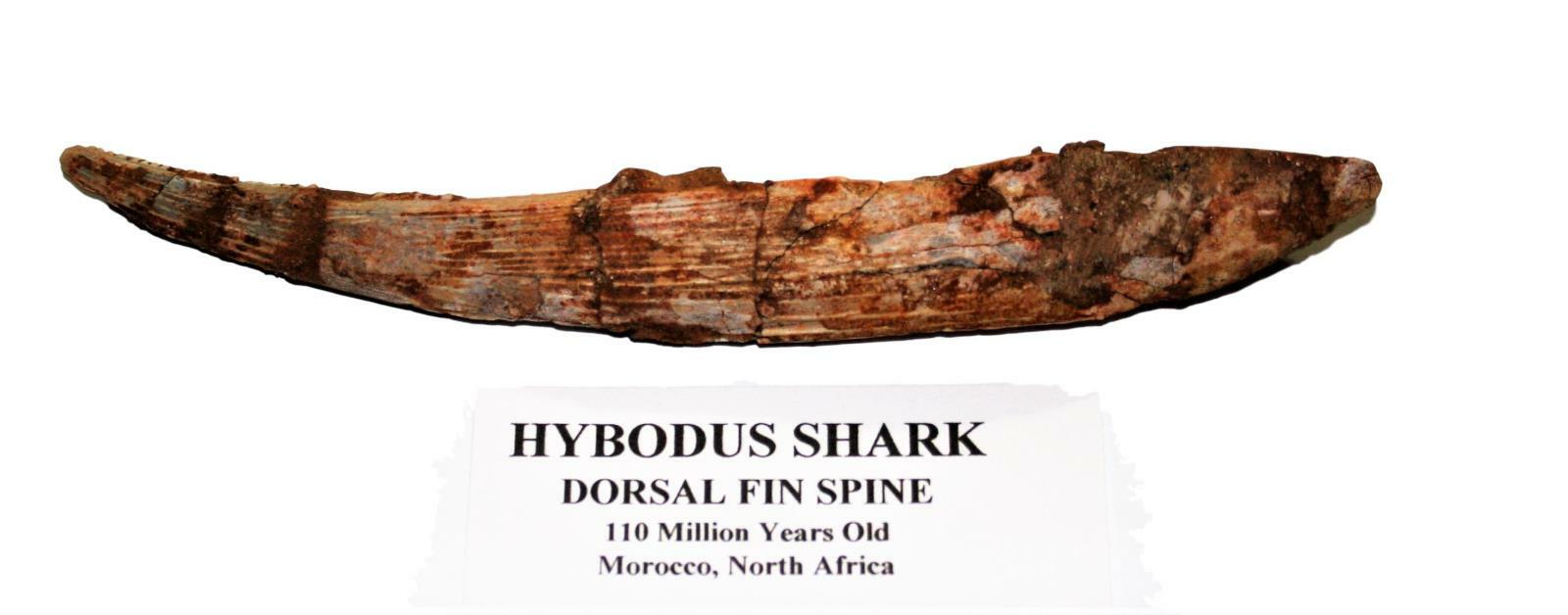 HYBODUS Shark Dorsal Fin Spine Real Fossil 7 1/4 inch #14968 5o | eBay