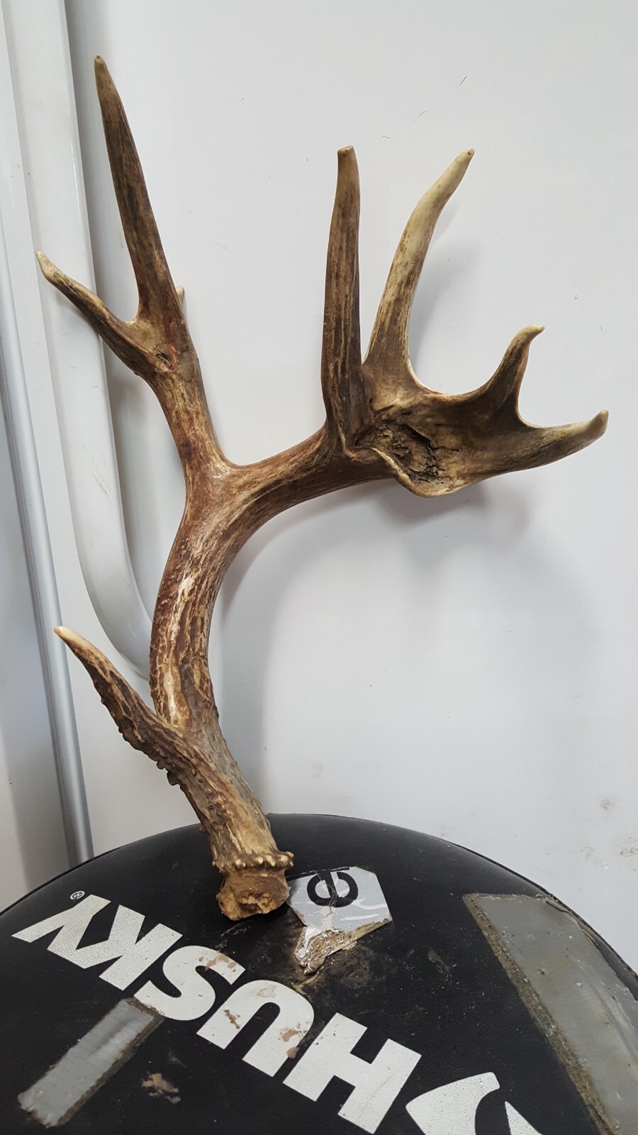 STRANGE 7 point whitetail deer ANTLER whitetail rack mule moose mount ...