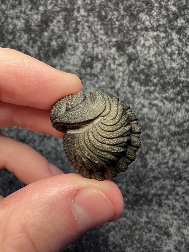 Rare Moroccops sp. Trilobite Fossil – Extremely Bumpy & Collector-Grade ...