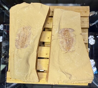 Chengjiang Fossil Site~ AMAZING DETAIL Naraoia Arthropod Fossil ...