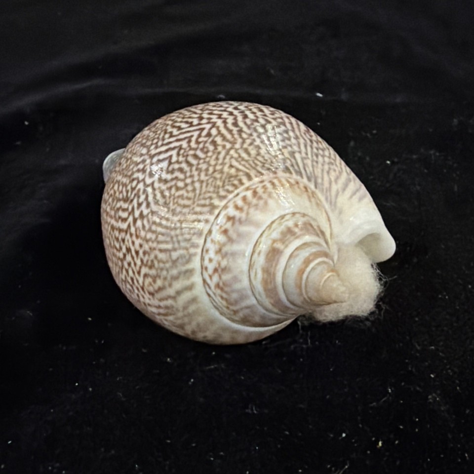 STROMBUS (LAEVISTROMBUS) CANARIUM 62.8mm W/operculum No Data (E728) | eBay