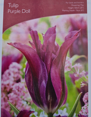 20x PURPLE DOLL LILY FLOWERING TULIP BULBS | eBay UK