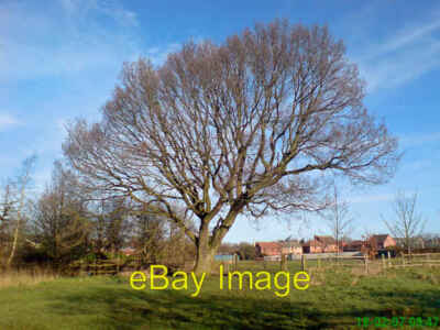 Photo 6x4 Longton Tree Longton/SD4725 From fields looking to Longton ...