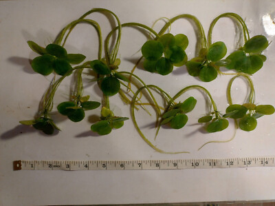 10 Premium XXL Amazon Frogbit! Live Aquarium Floating Plants with Long ...