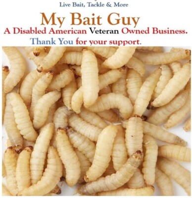 250 Live Wax worms, Bee Moth Beemoth Bird, Reptile | eBay