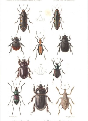 Original 1860 Antique Hand-Colored Entomology Print - Insects - Bugs | eBay
