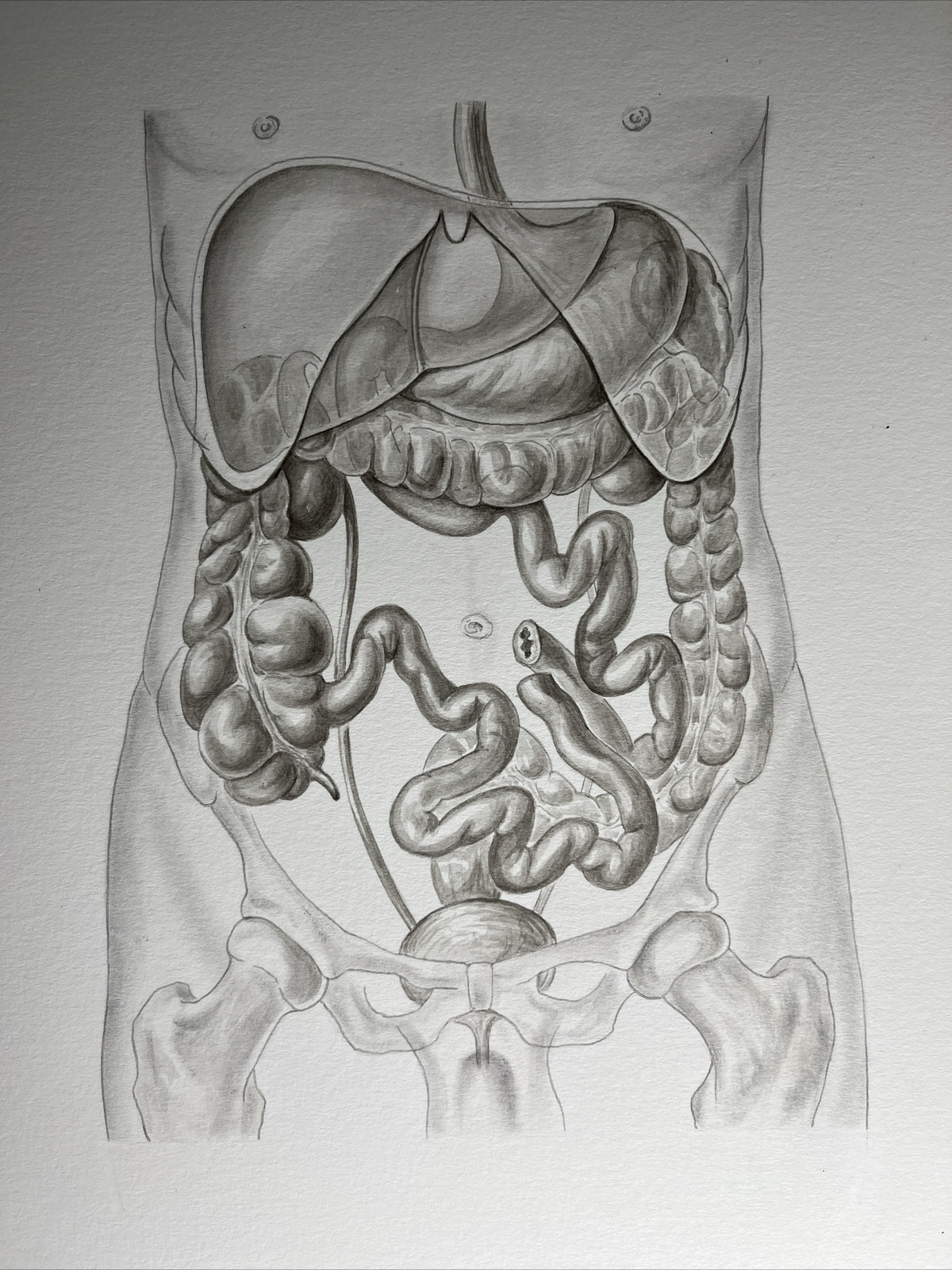 Bauchorgane / Verdauungstrakt - Barbara Ruppel 1986 - Anatomische ...