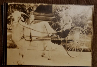 Happy Baby - Child - Sitting In Billy Goat Cart Ride - Antique Photo ...