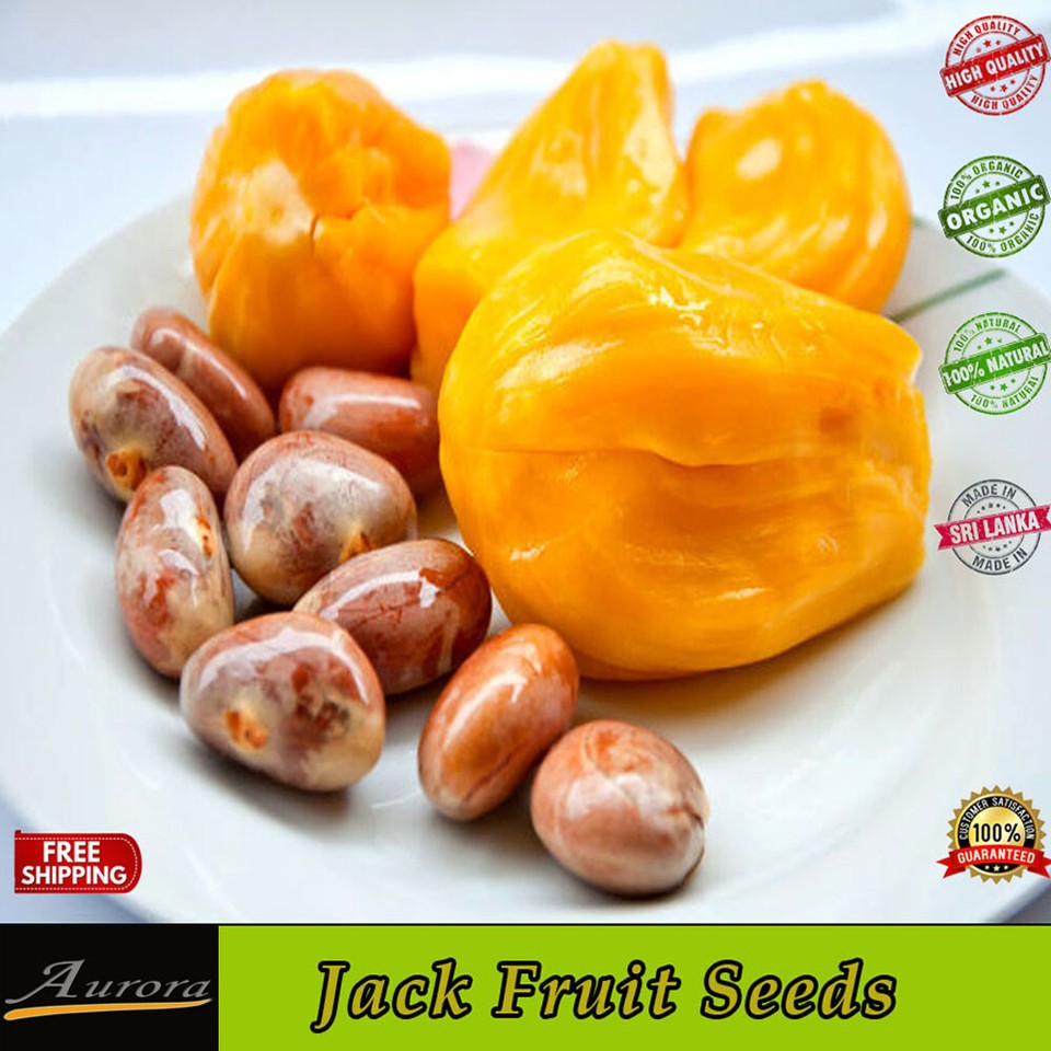 Organic Jack Fruit Seeds Ceylon Rare Honey Jack Fruit Viable Seeds For ...