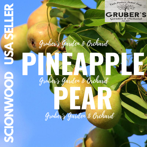 3 PINEAPPLE PEAR Fruit Tree Scion / Cutting / Rooting / Grafting 10-12 ...