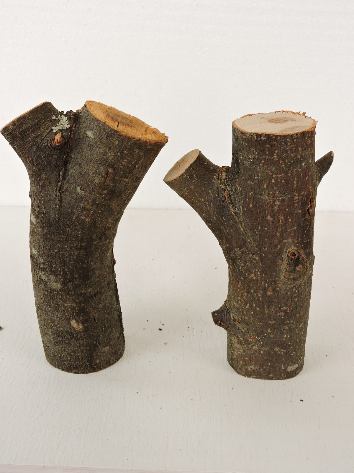 2 Apple Wood Stick Log Chunk Carving Blank Craft Forked Crotch 2 1/4~2 ...