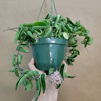 Hoya Variegated Hindu rope - Rare Variegated Wax Plant | 3" Pot ...