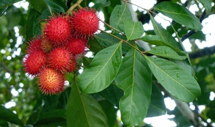 Rambutan Tree Leaf