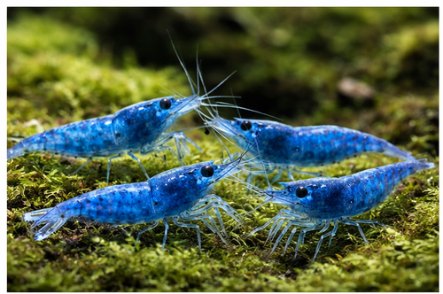 20 Blue Dream Shrimp Neocaridina Davidi – Freshwater Aquarium Shrimp ...