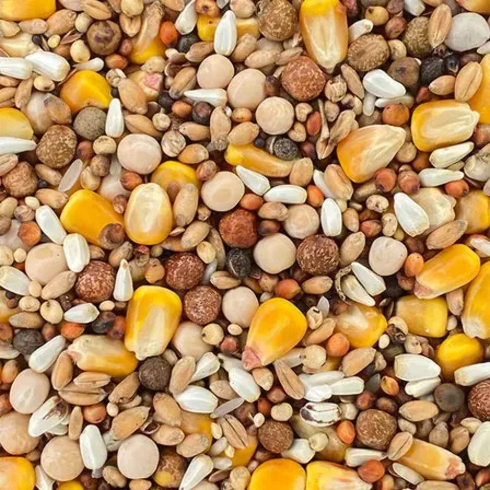 Versele-Laga Classic Pigeon Food Blends Racing Pigeon Food, 50-lb bag ...