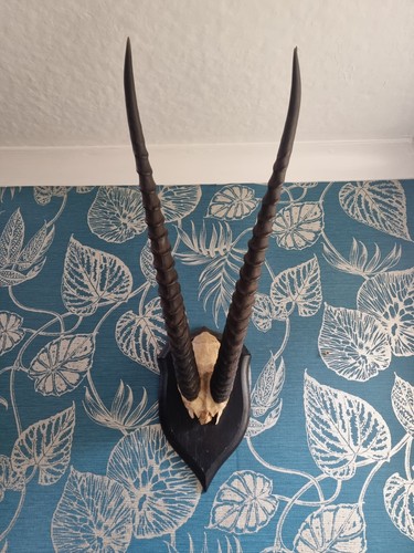 Taxidermy African Springbok Horns On Skull Mounted On Shield | eBay UK