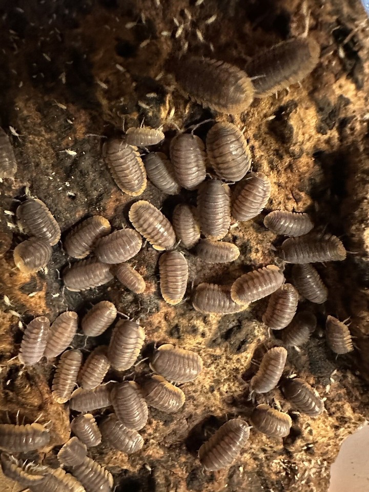 35+ Cubaris sp 'Red Edge Skirt" Isopods | eBay