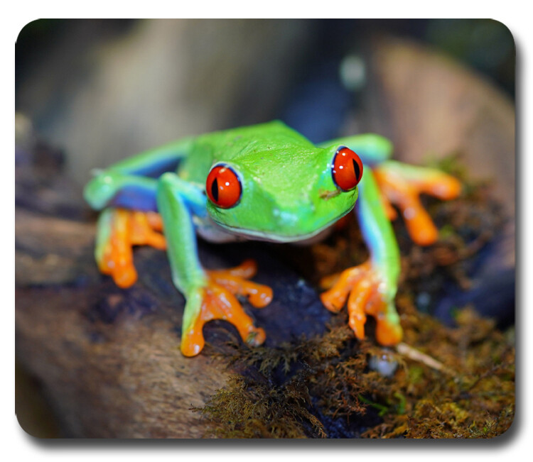 Jungle Tree Frogs