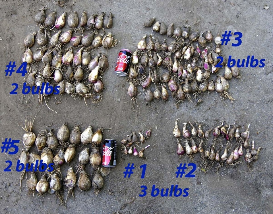 Set of 2 or 3 Amaryllis Belladonna Bulbs Lily Pink Naked Ladies Plant ...