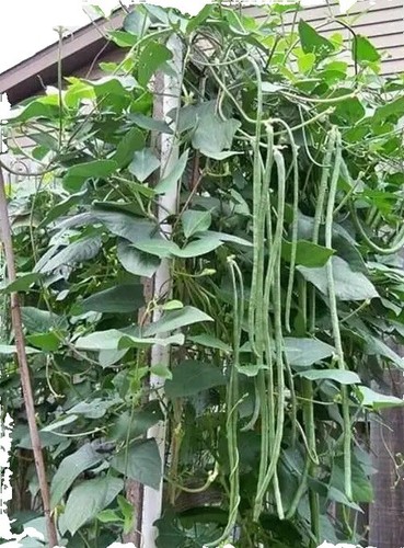 Bangladeshi Lubi Uri Snake Beans Borboti Lube Uri Bici 30 Seeds Free ...