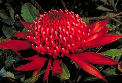 3 x WARATAH SEEDS,TELOPEA SPECIOSISSIMA NATIVE BRIGHT RED FLOWERS ...