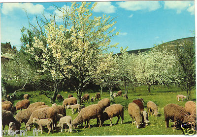 Fantaisie - cpsm - Le printemps en Provence - Moutons (H2010) | eBay