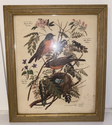 Vintage Arthur Singer White Framed Print #5 Bird Robin Flower Nature ...